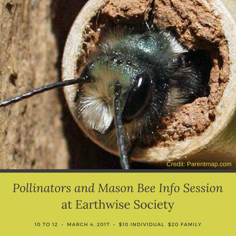 Pollinators and Mason Bee Info Session at Earthwise Society – Earthwise ...